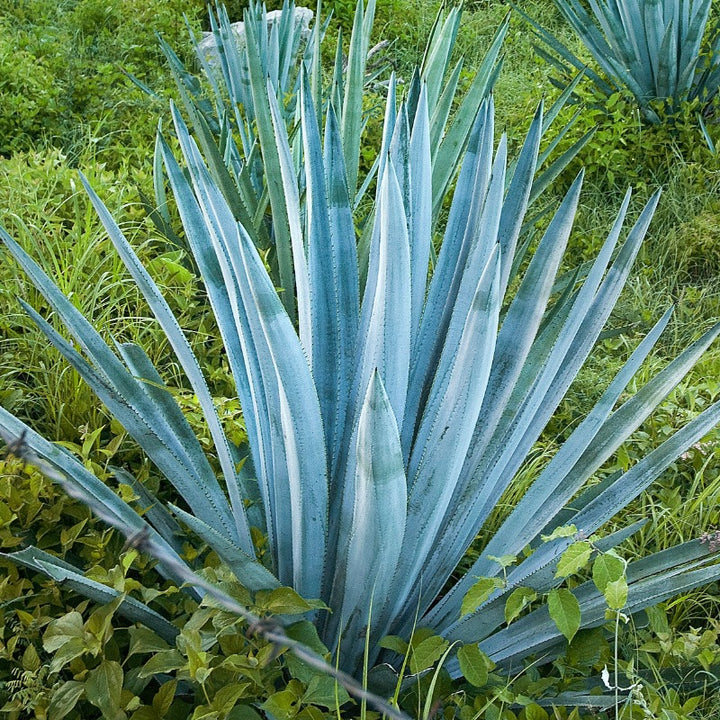 Clean T⎜Zero-Proof Tequila Alternative